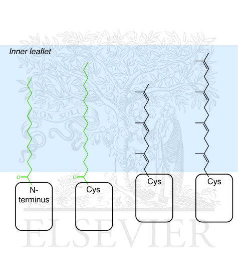 Proteins that are tethered to the inner leaflet of the plasma membrane