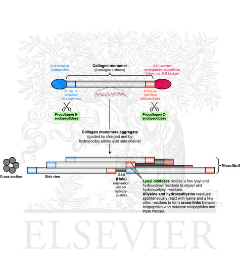 In the extracellular space, processing of procollagen trimers and ...