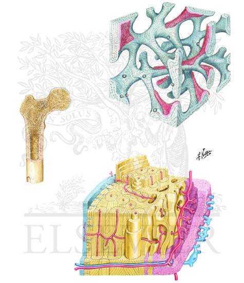 Architecture of Bone