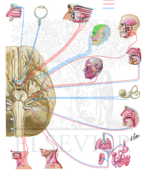 Cranial Nerves (Motor and Sensory Distribution): Schema Cranial Nerves (Motor and Sensory Distribution): Schema