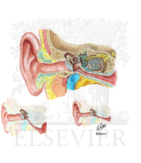 Anatomy of the Pediatric Ear