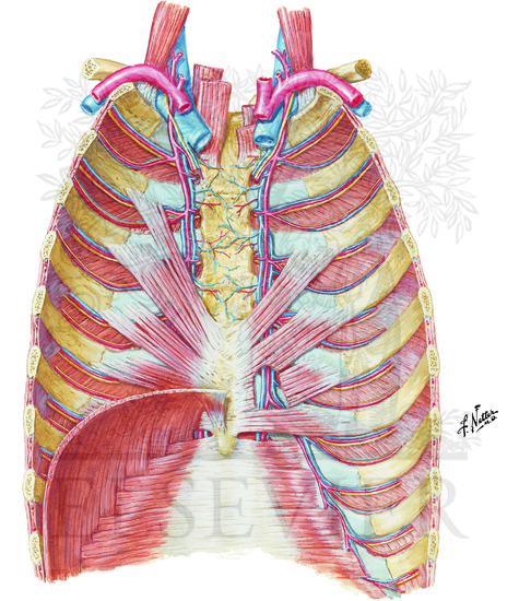 Anterior Thoracic Wall: Internal View