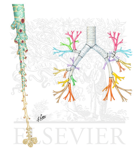 Bronchi and Intrapulmonary Airways