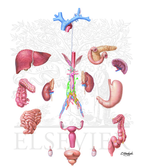 Abdominal and Pelvic Lymphatics: Schema