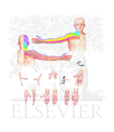 Dermatomes of Upper Limb and Segmental Nerve Function