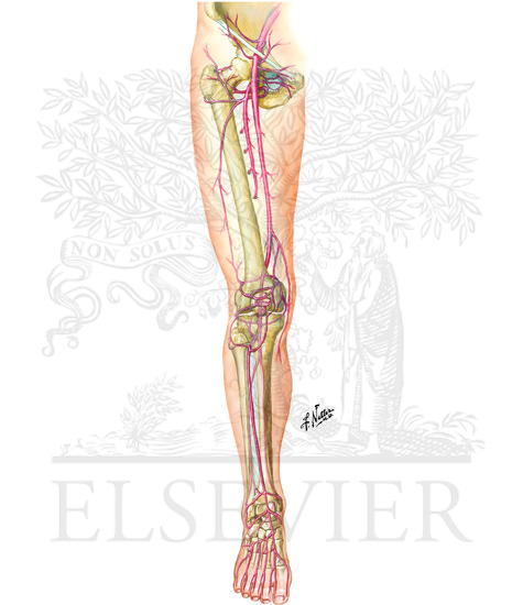 Arteries of Thigh and Knee: Schema