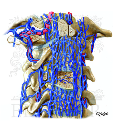 Vertebral Veins: Detail Ahowing Venous Communications