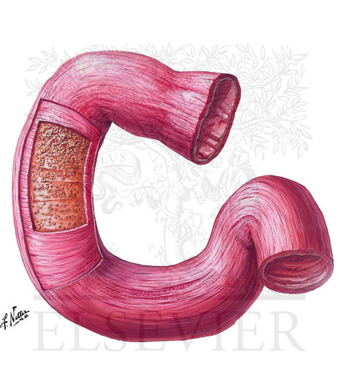 Layers of Duodenal Wall