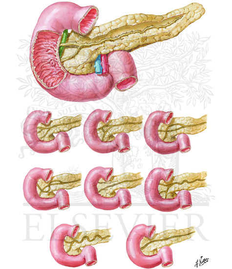 Variations in Pancreatic Duct