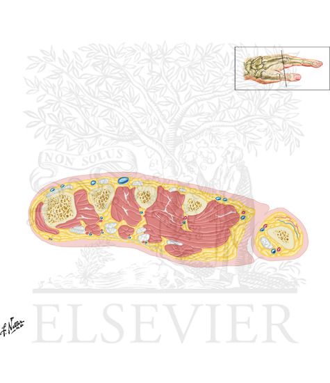 Cross Section of the Hand: Axial View