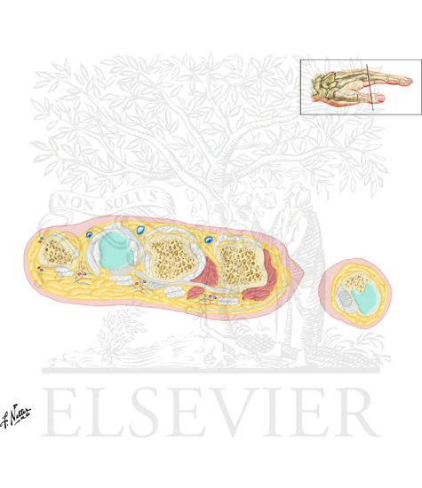 Cross Section of the Hand: Axial View (Continued)