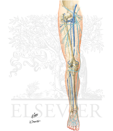 Veins of Lower Limb