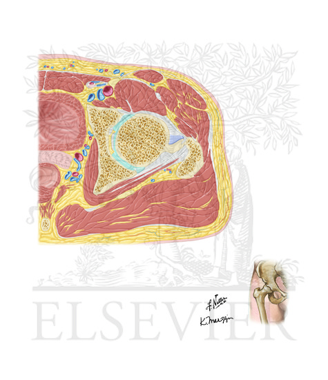 Cross-Sectional Anatomy of Hip: Axial View