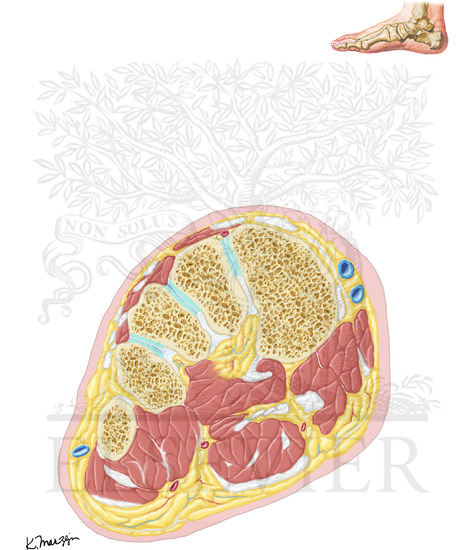 Cross-Sectional Anatomy of Ankle and Foot (continued)