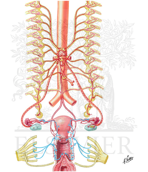 Innervation Of Female Reproductive Organs Schema