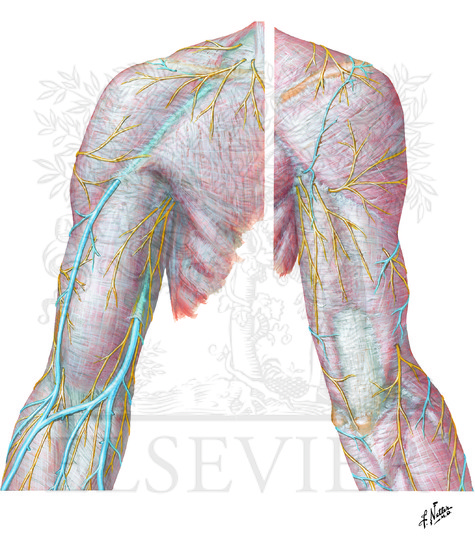 Cutaneous Nerves and Superficial Veins of Proximal Upper Limb