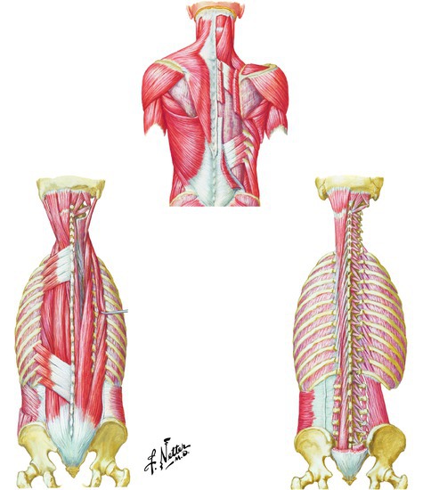 Muscles of the Back