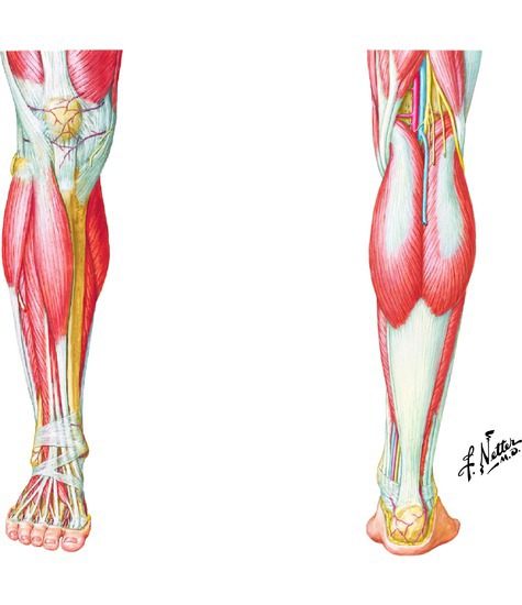 Anterior Leg Muscles Unlabeled