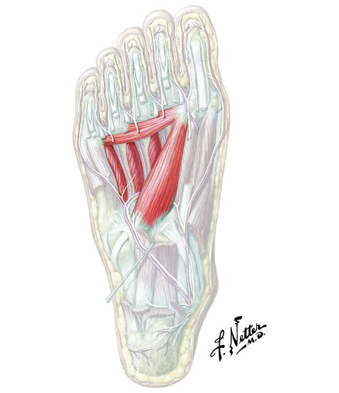 Muscles that adduct the foot and toes