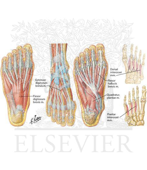 Muscles of the foot