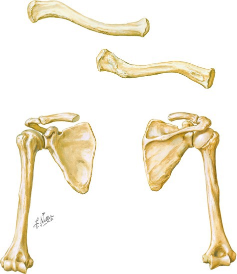 Clavicle, scapula and humerus Clavicle, scapula and humerus