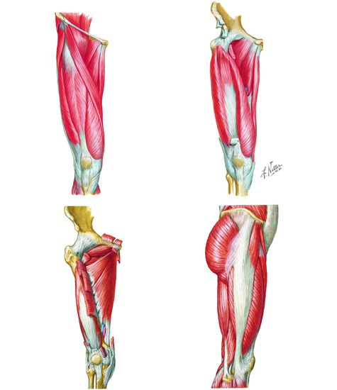 Front Thigh Muscles