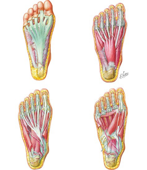 Muscles, Arteries, and Nerves of the Sole of the Foot: Superficial ...