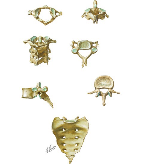 Regional Types Of Vertebrae