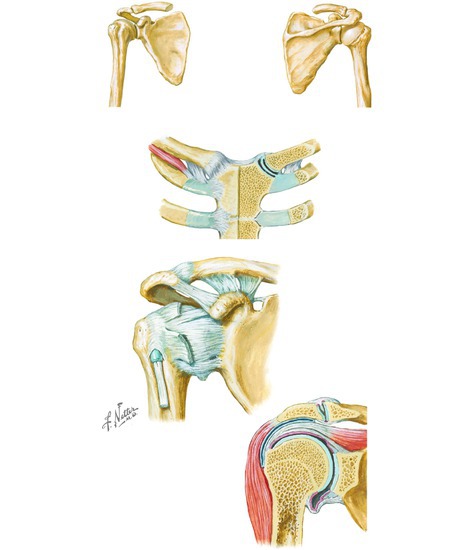 Osteology of the Shoulder