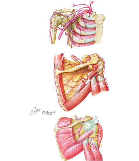 how to draw anastomosis around shoulder joint