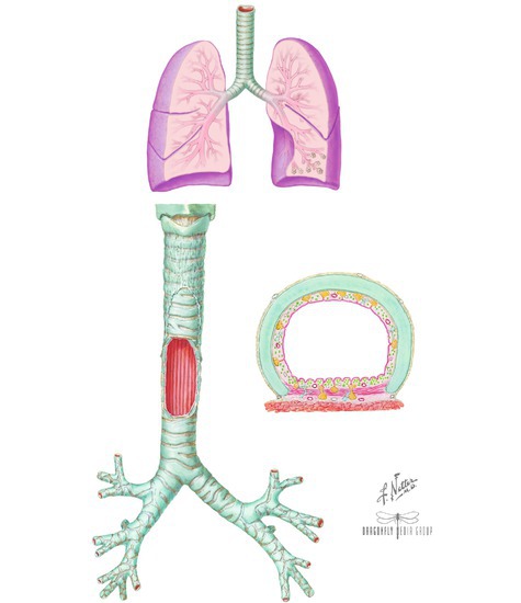 Bronchial Tree Netter Bronchial Tree Netter
