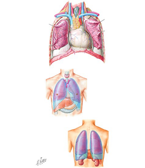 Thoracic Cavity Anatomy