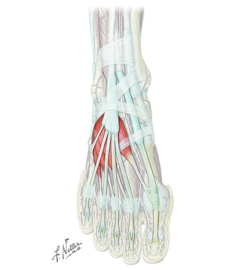 Muscles of the dorsum of the foot