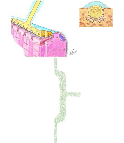 A. Neuromuscular Neurotransmission and B. Physiology of Neuromuscular ...