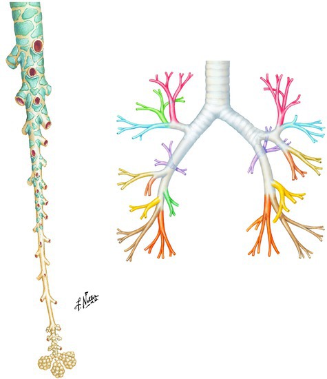 Bronchi and Intrapulmonary Airways