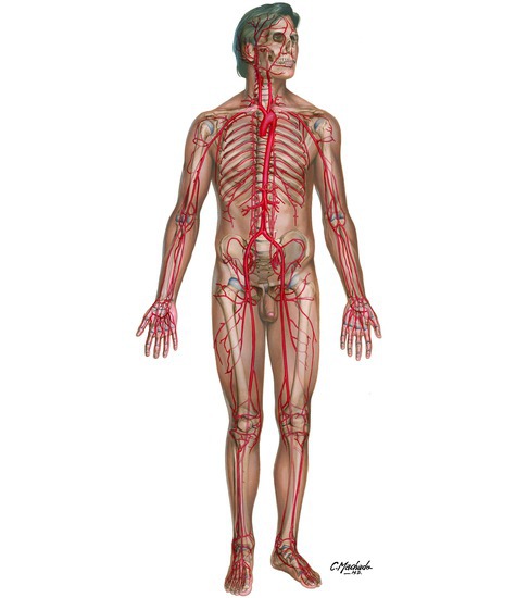Major Arteries And Pulse Points