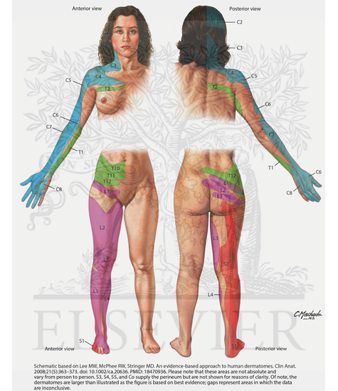 dermatomes lower limb