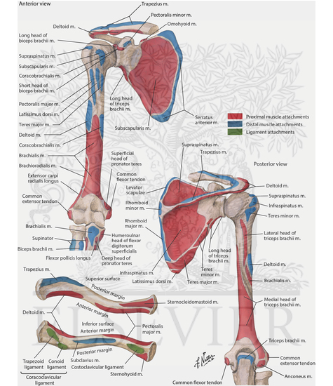 Muscle Attachment Sites Of Humerus Scapula And Clavicle