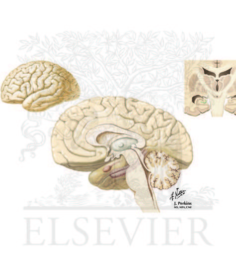 Brain Substrates of Addictive Behaviors