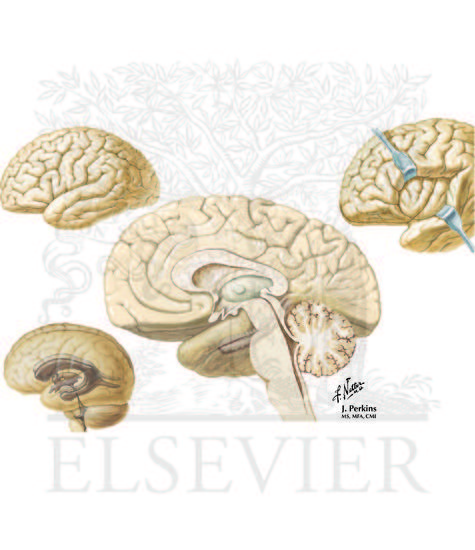 Central Nervous System Brain Unlabeled
