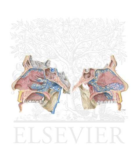 Venous Drainage of Nasal Cavity Venous Drainage of Nasal Cavity