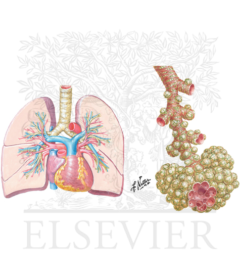 bronchial tree netter