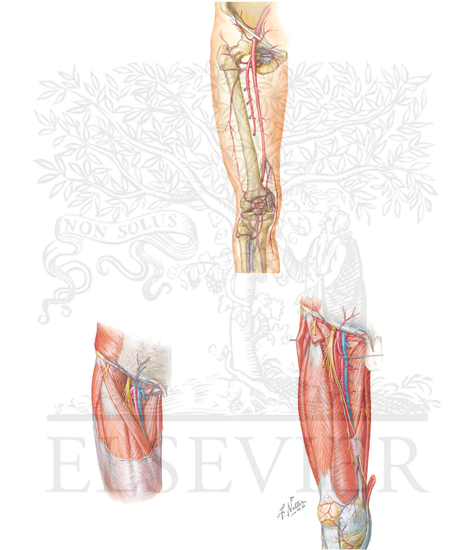Watermarked preview of unlabeled image: Arteries and nerves of thigh ...