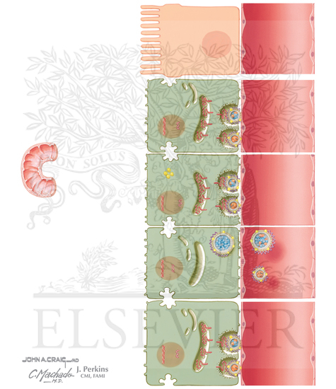 Mechanism of Action of Lipid-Lowering Agents
