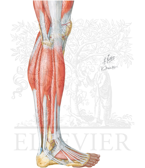 Muscles of Leg: Superficial Dissection (Lateral View)