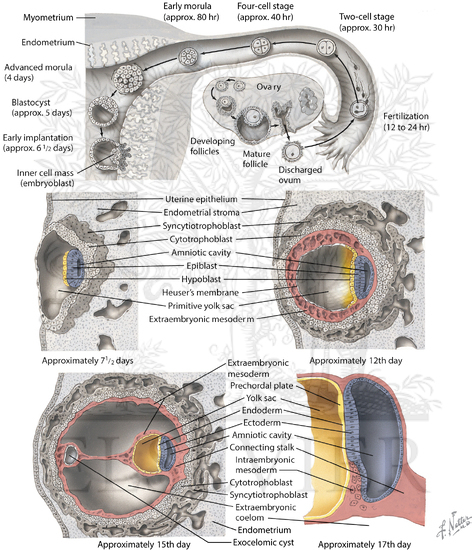 The First and Second Weeks