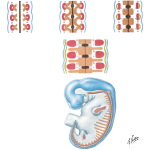 Progressive Stages in Formation of Vertebral Column, Dermatomes, and ...