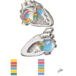 Formation of the Cardiac Septa
