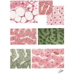 Cellular Elements of Liver