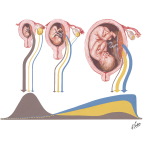 Hormonal Fluctuations in Pregnancy
